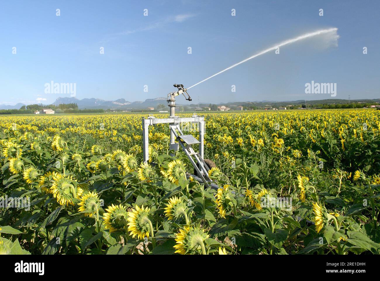 Sunflower field irrigation hi-res stock photography and images - Alamy
