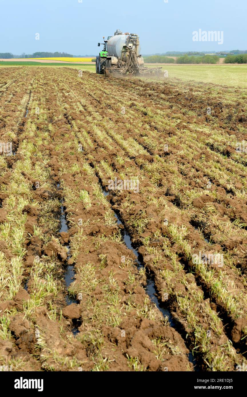 Spreading liquid manure on a recently mown ryegrass field, using a ...