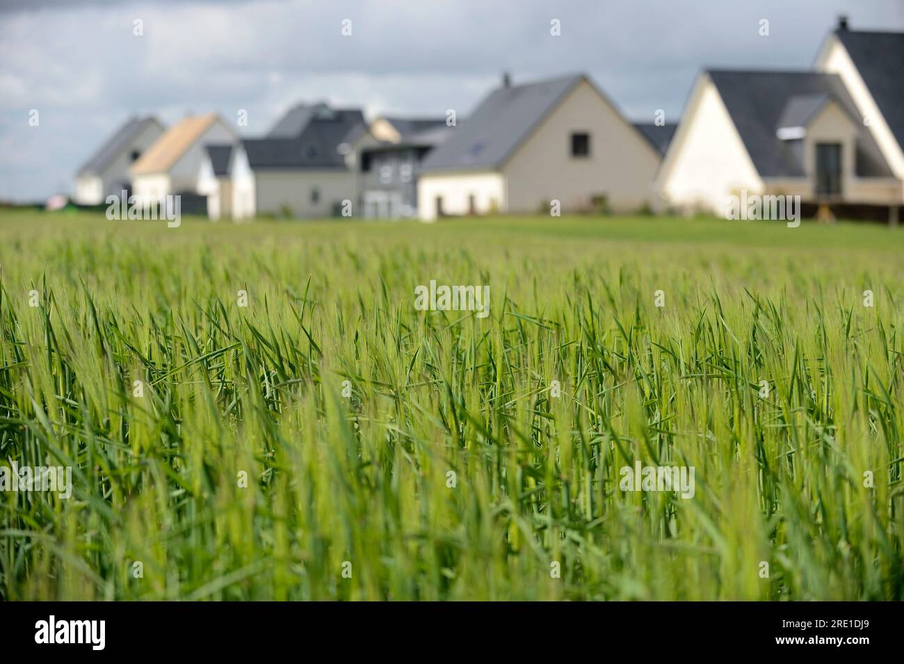 Land issues, disappearance of farmland: barley field with recent ...