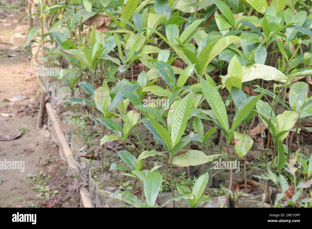 alstonia scholaris also called shatian tree plant on farm for harvest ...