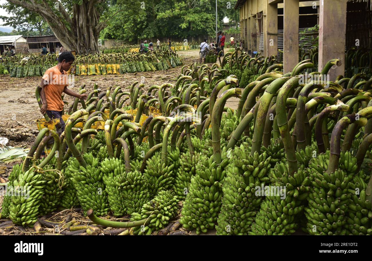 Guwahati, Guwahati, India. 24th July, 2023. A tribal man sort out ...