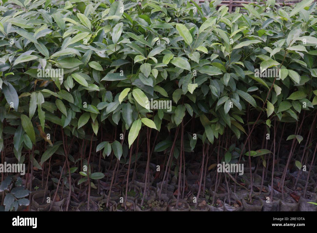 Jamun tree hi-res stock photography and images - Alamy