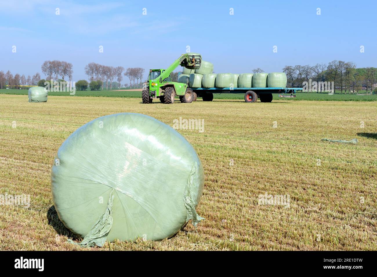 Loading of bales of Italian rye grass, forage grass, wrapped bales ...