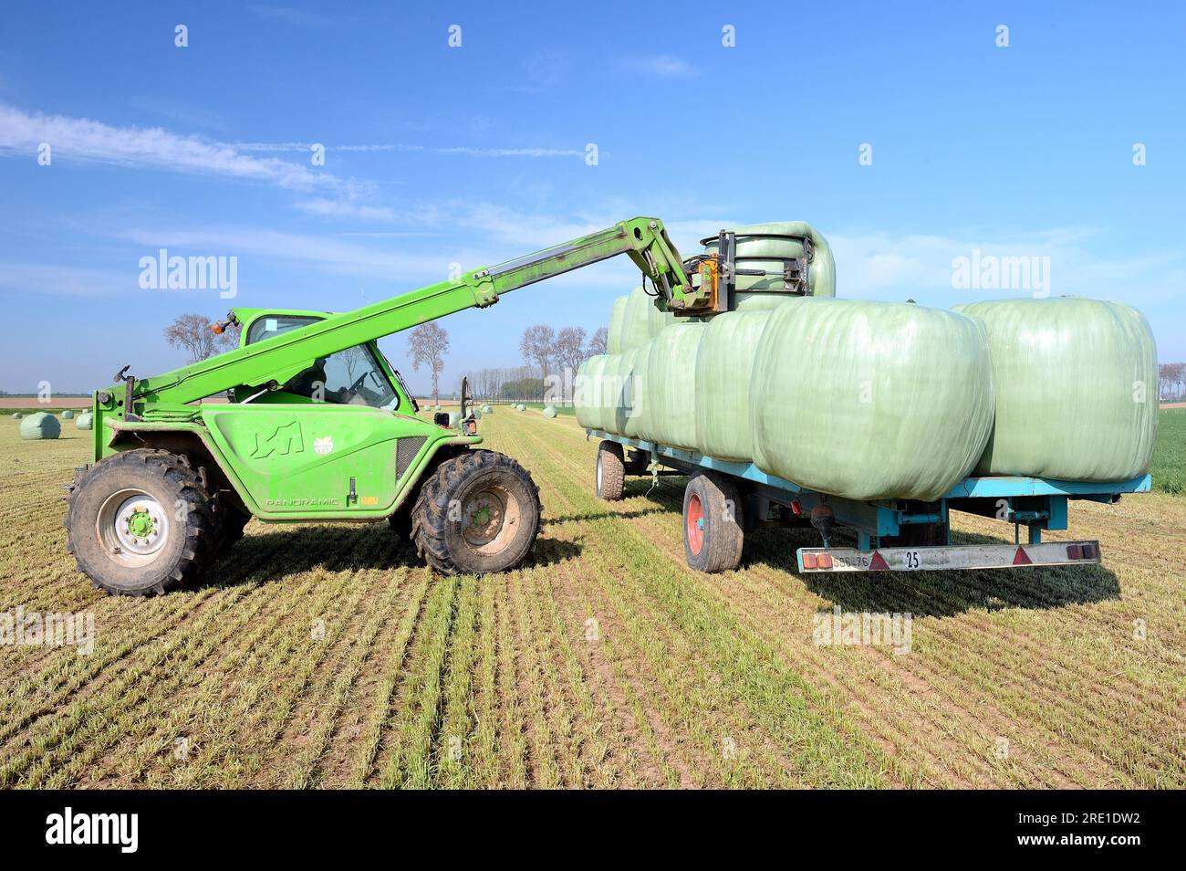 Loading of bales of Italian rye grass, forage grass, wrapped bales ...