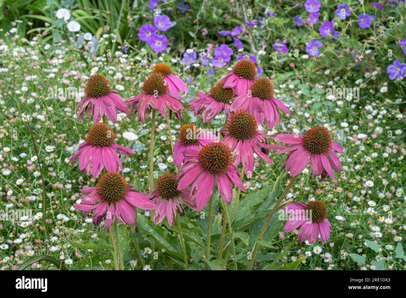Close up of coneflower flowers or echinacea in the garden hi-res stock ...