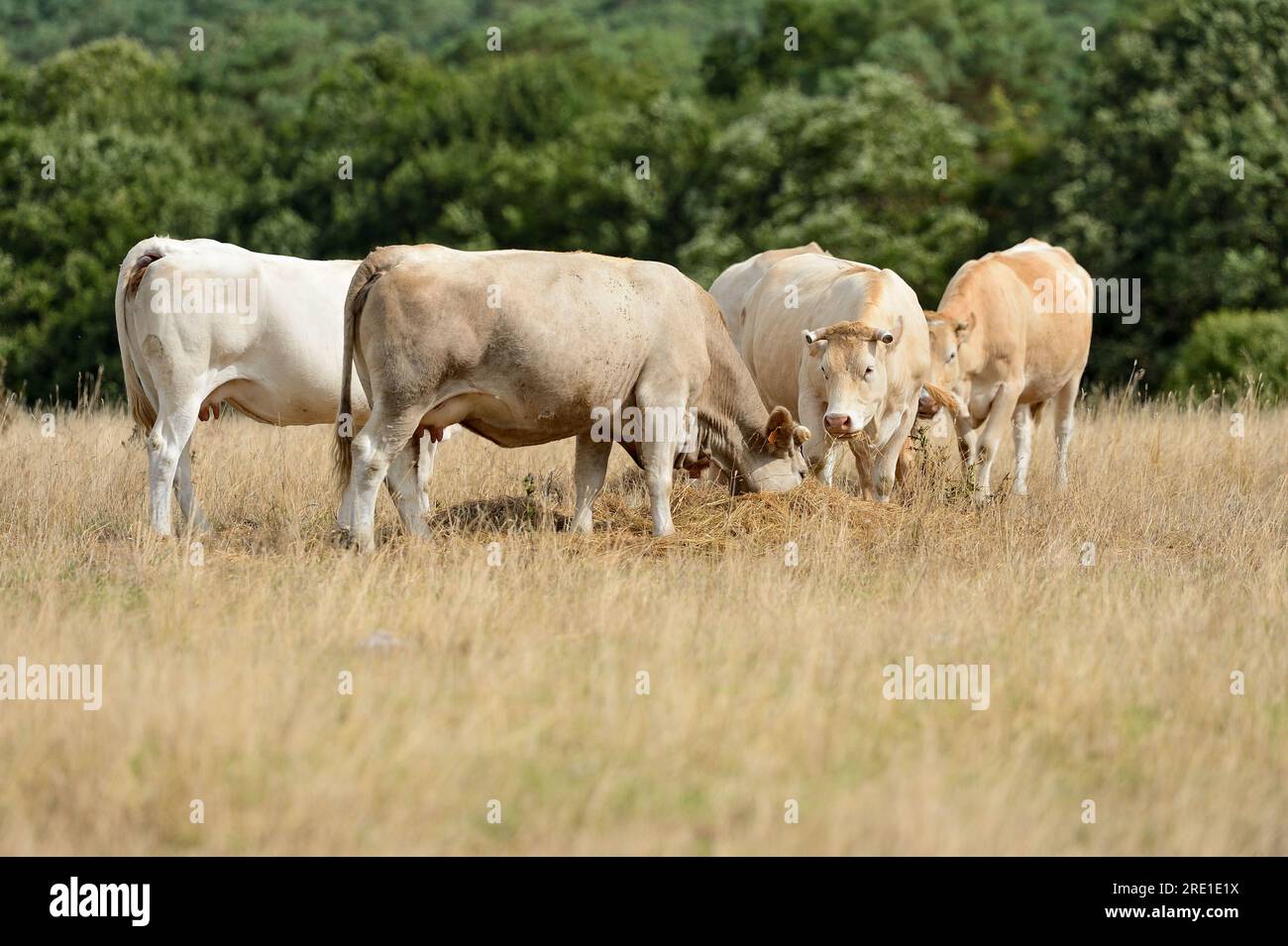 Blonde d'Aquitaine cattle, suckling cows in a pasture with grass which ...