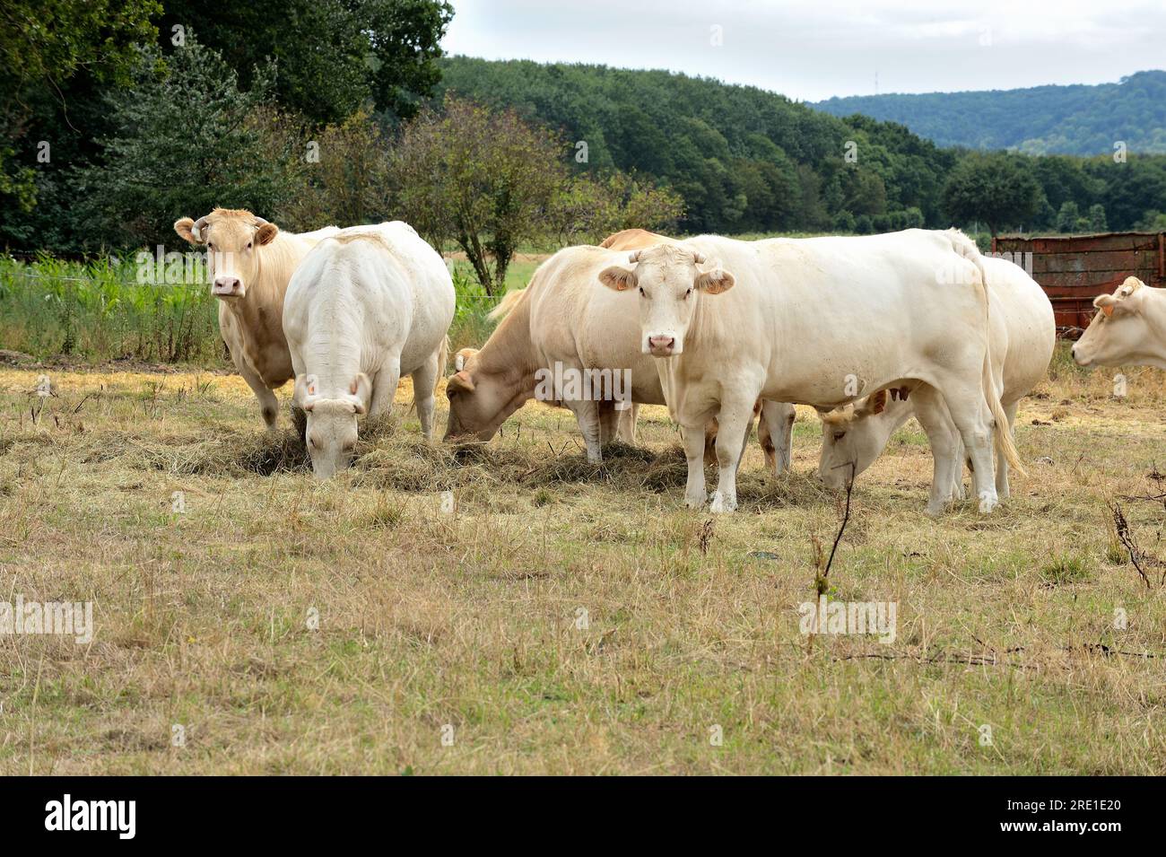 Blonde d'Aquitaine cattle, suckling cows in a pasture with grass which ...