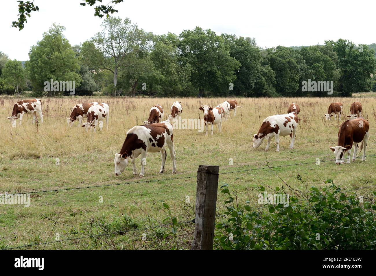 Herd of Montbeliarde dairy cows in a pasture with grass which turned ...