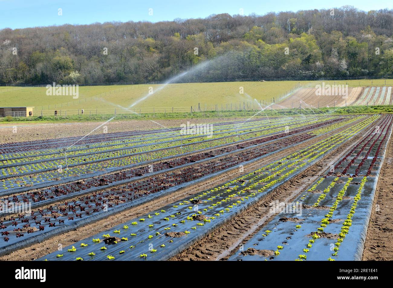 Early watering in market gardening: watering lettuces in April ...