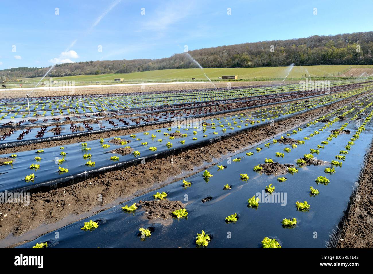 Early watering in market gardening: watering lettuces in April ...
