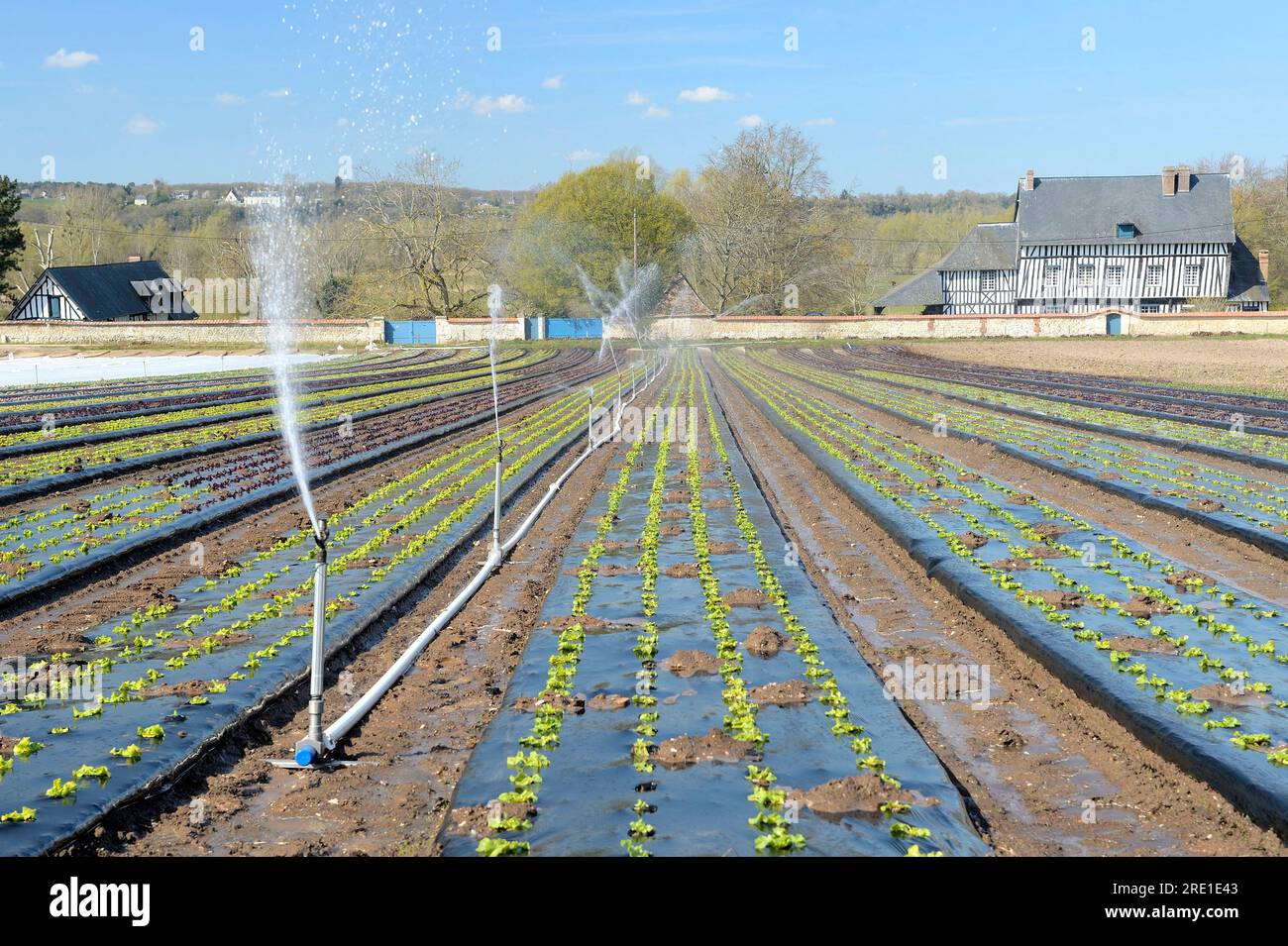 Early watering in market gardening: watering lettuces in April ...