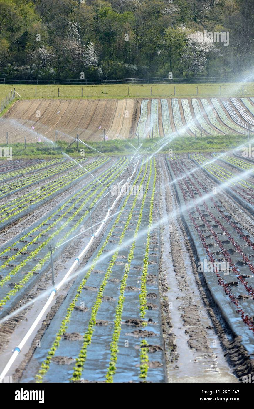 Early watering in market gardening: watering lettuces in April ...