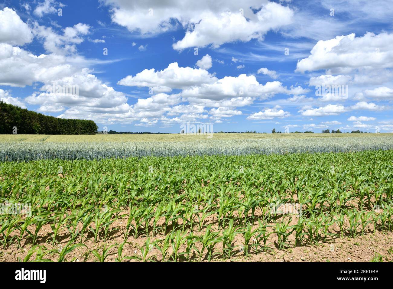 Cornfield, corn leaf stage V6 (6 leaves), and wheat field.. Cloudy blue ...