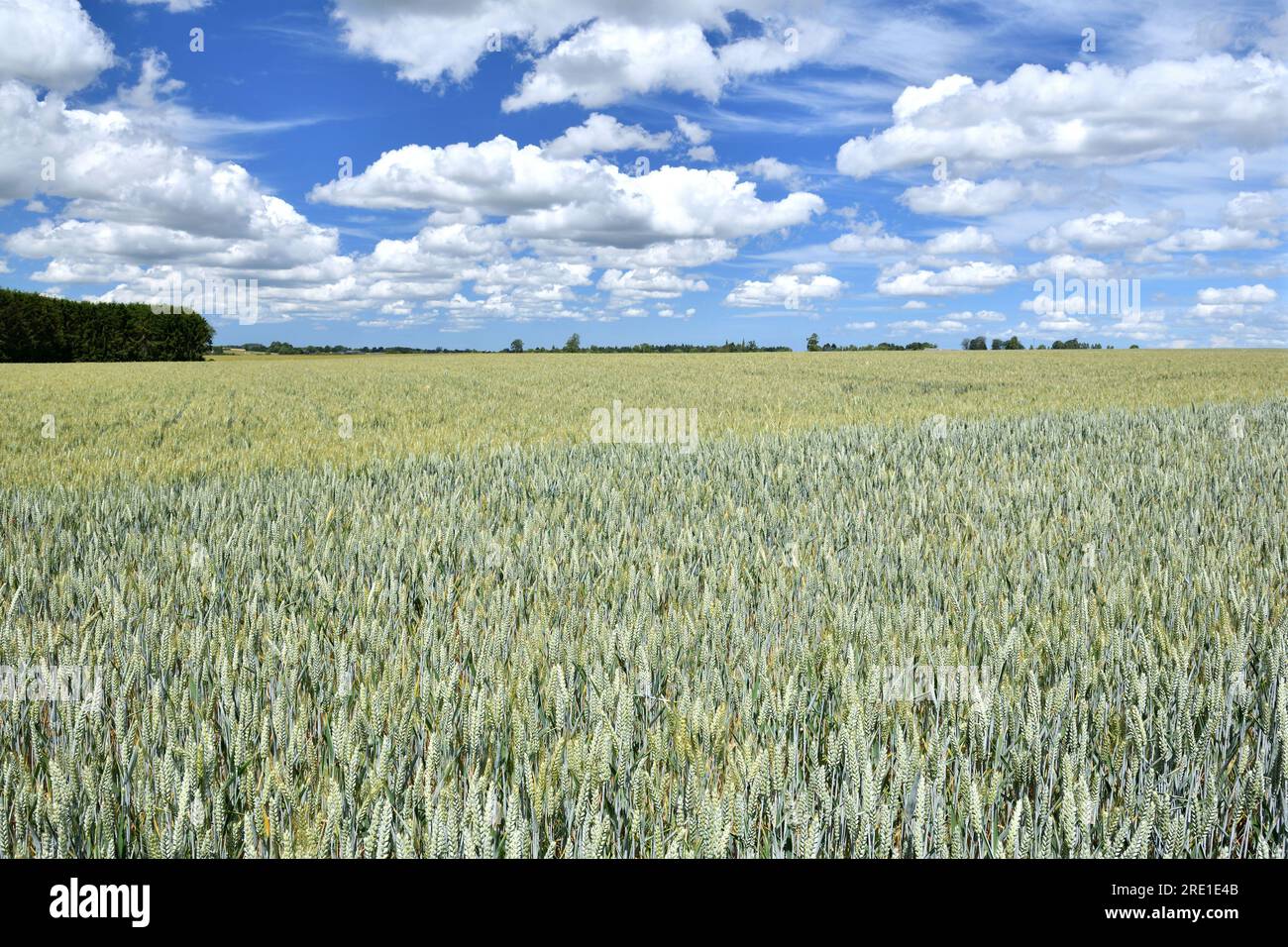 Wheat fields at different stages of growth, 2 varieties. Cloudy blue ...