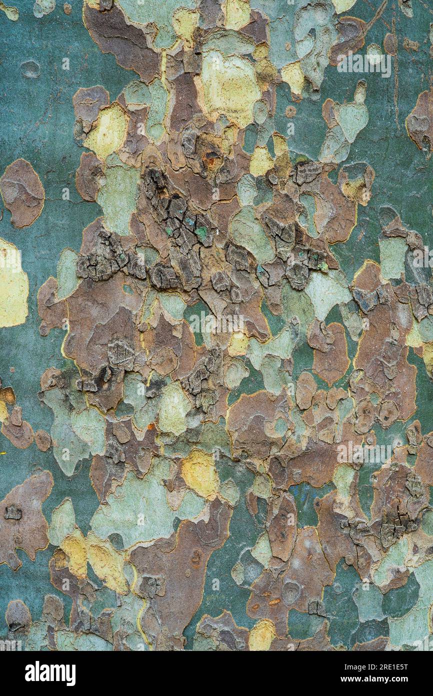 Vertical closeup view of plane tree bark - natural green and brown ...