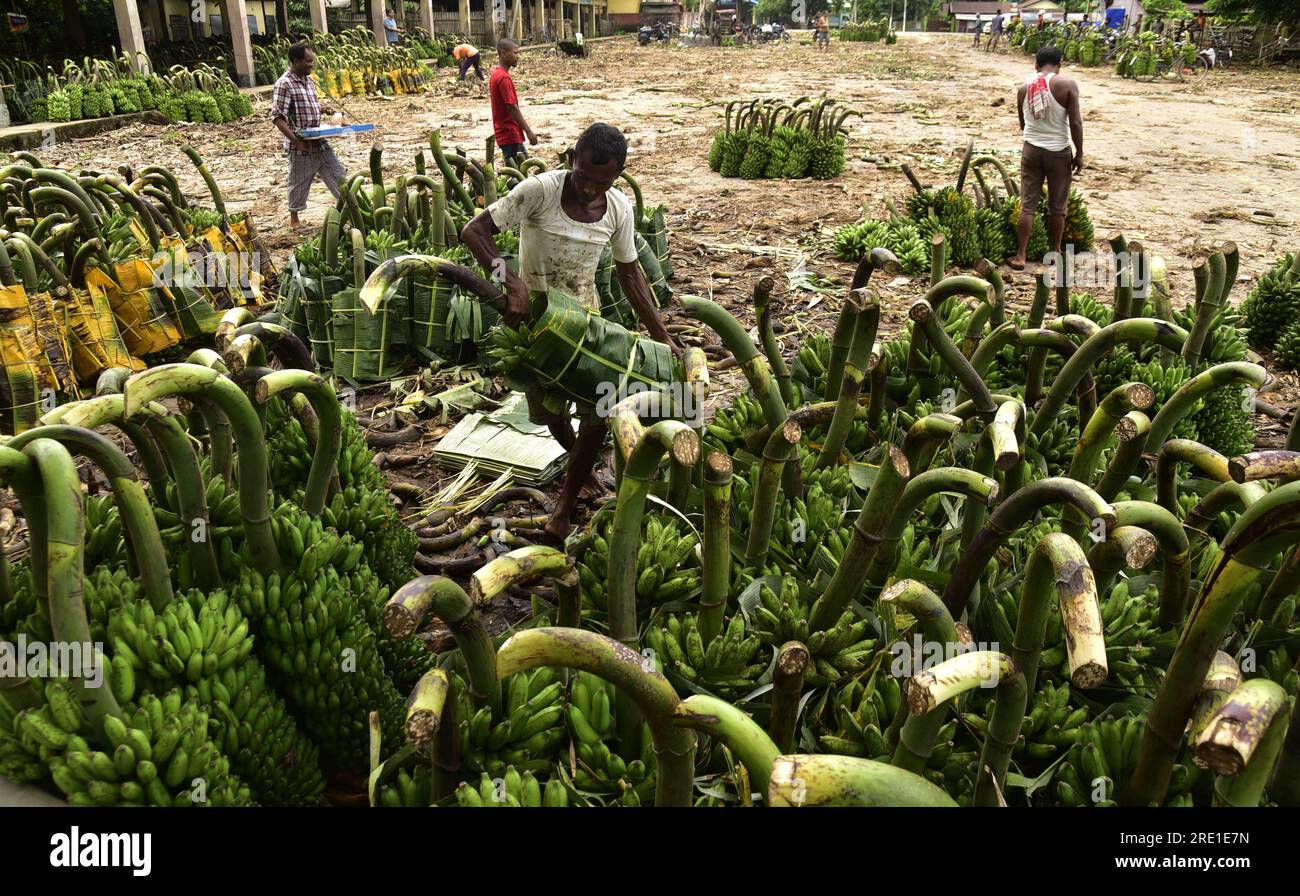 Guwahati, Guwahati, India. 24th July, 2023. A tribal man sort out ...