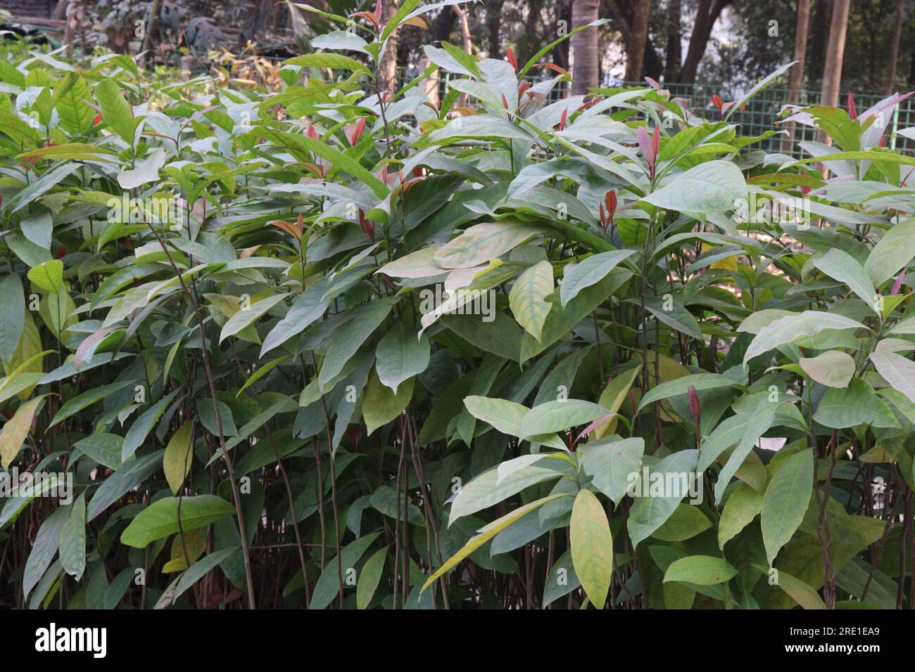 Terminalia chebula tree plant on farm for harvest are cash crops Stock ...
