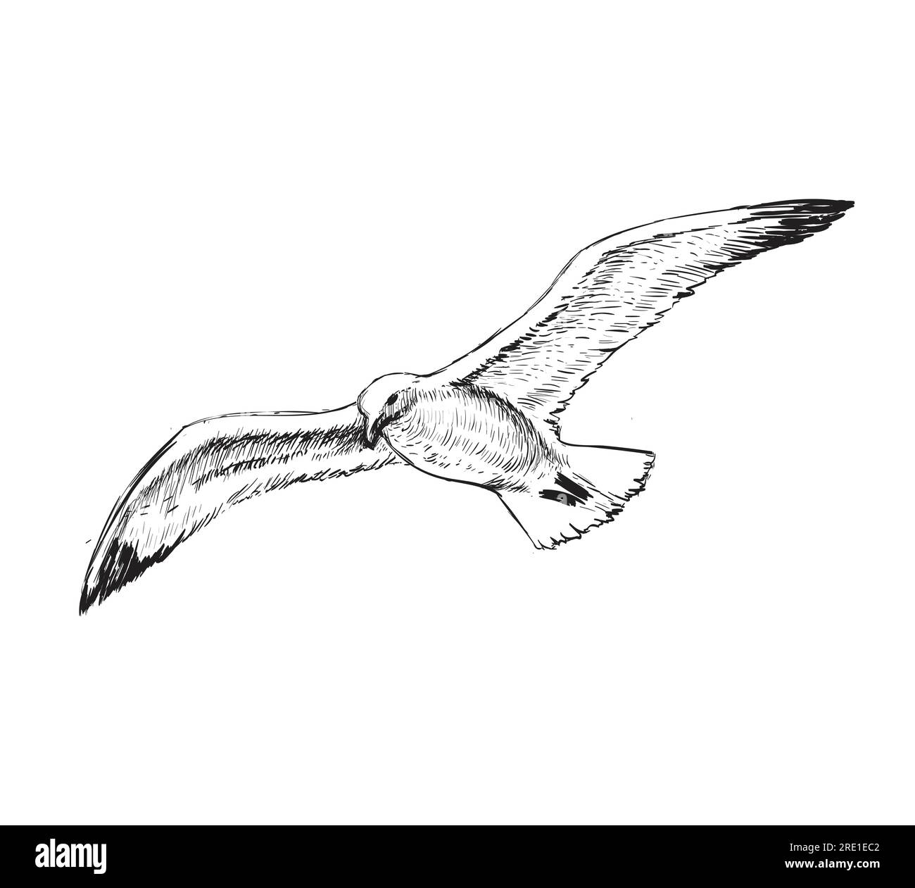 Flying Seagulls Hand Drawing. Flying Seagulls Hand Drawing Stock Vector ...