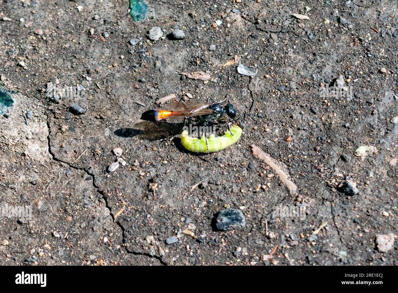 Macro view insect. parasitic wasp red banded sand wasp, is species of ...