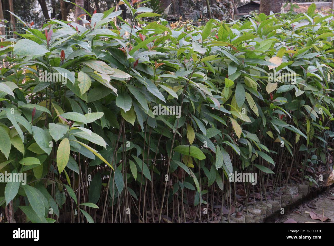 Terminalia chebula tree plant on farm for harvest are cash crops Stock ...