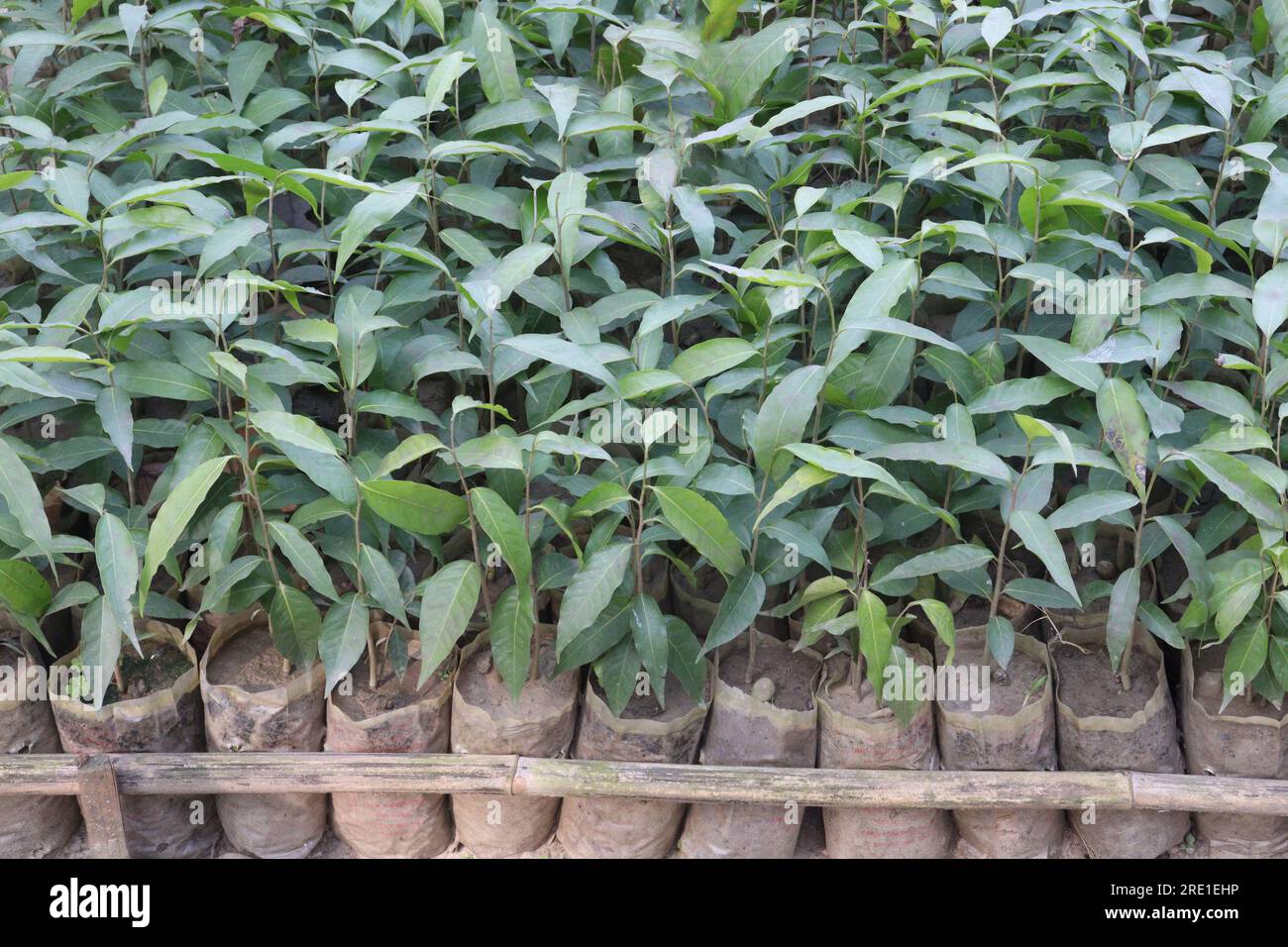 debdaru tree also commonly known by its Monoon longifolium on farm for ...
