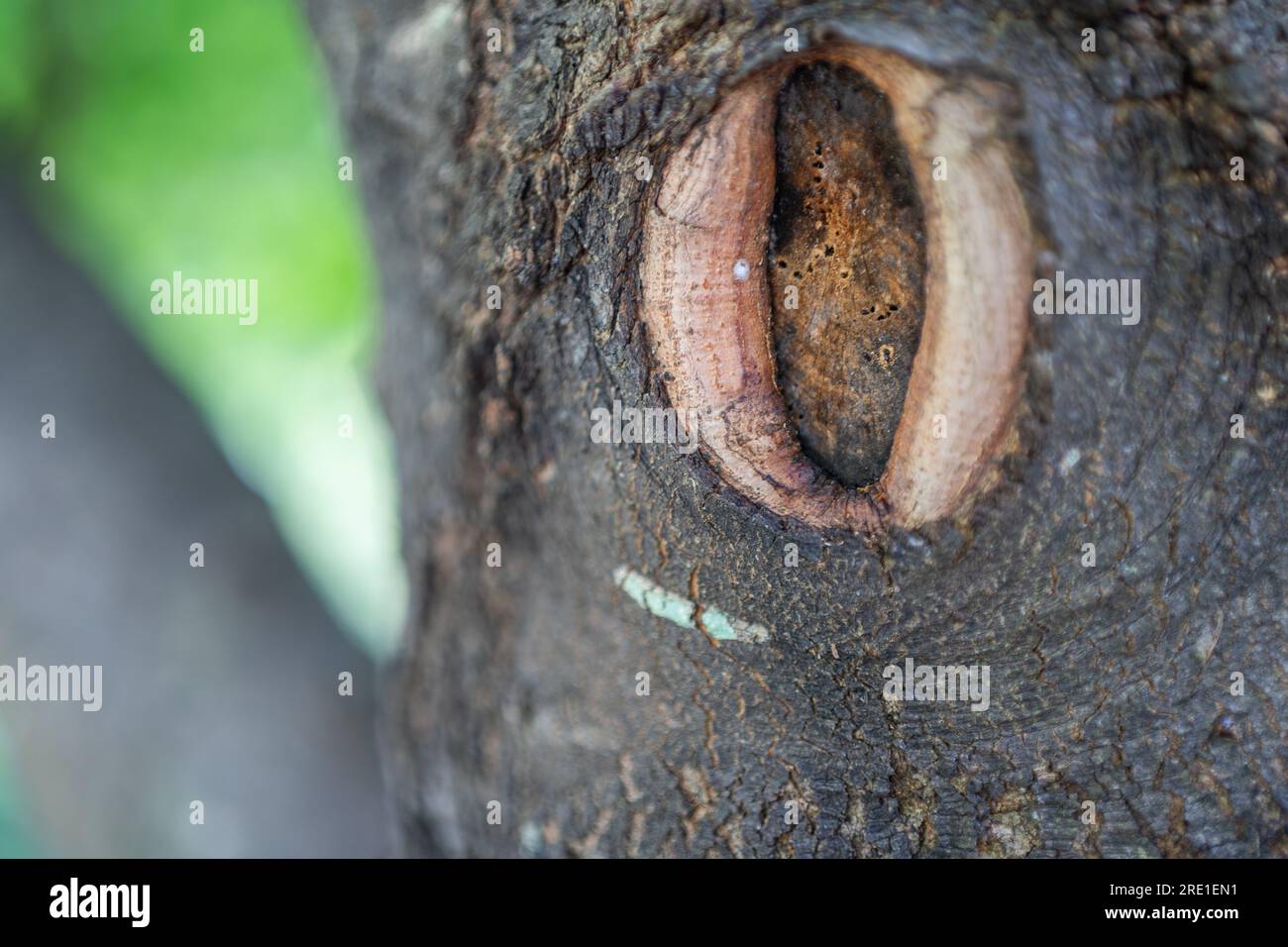 Pawn tree hi-res stock photography and images - Alamy