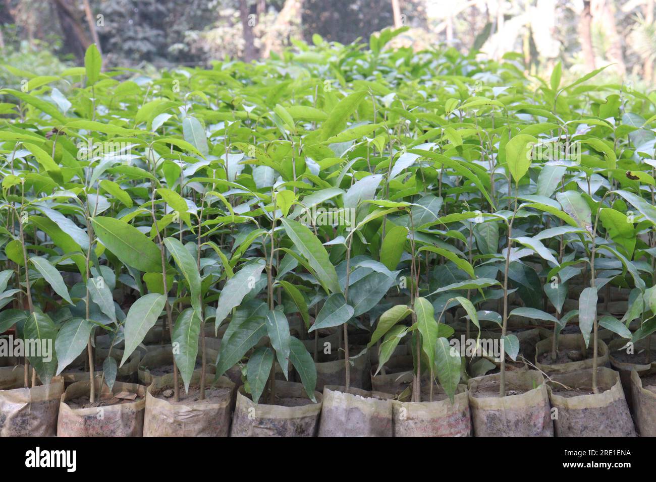 debdaru tree also commonly known by its Monoon longifolium on farm for ...