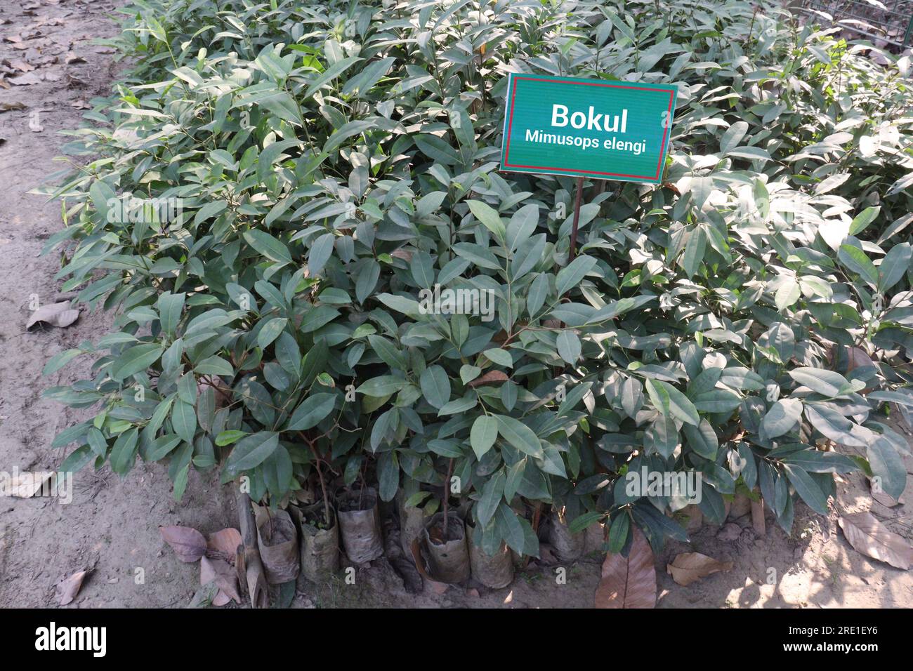 Mimusops elengi tree plant on nursery for harvest Its timber is ...