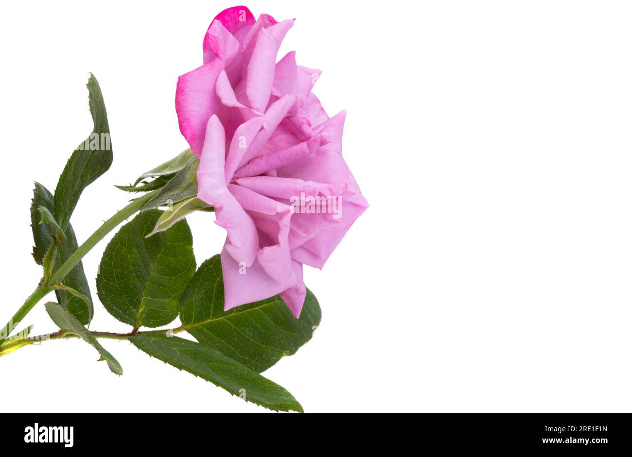 lilac rose isolated on white background Stock Photo - Alamy