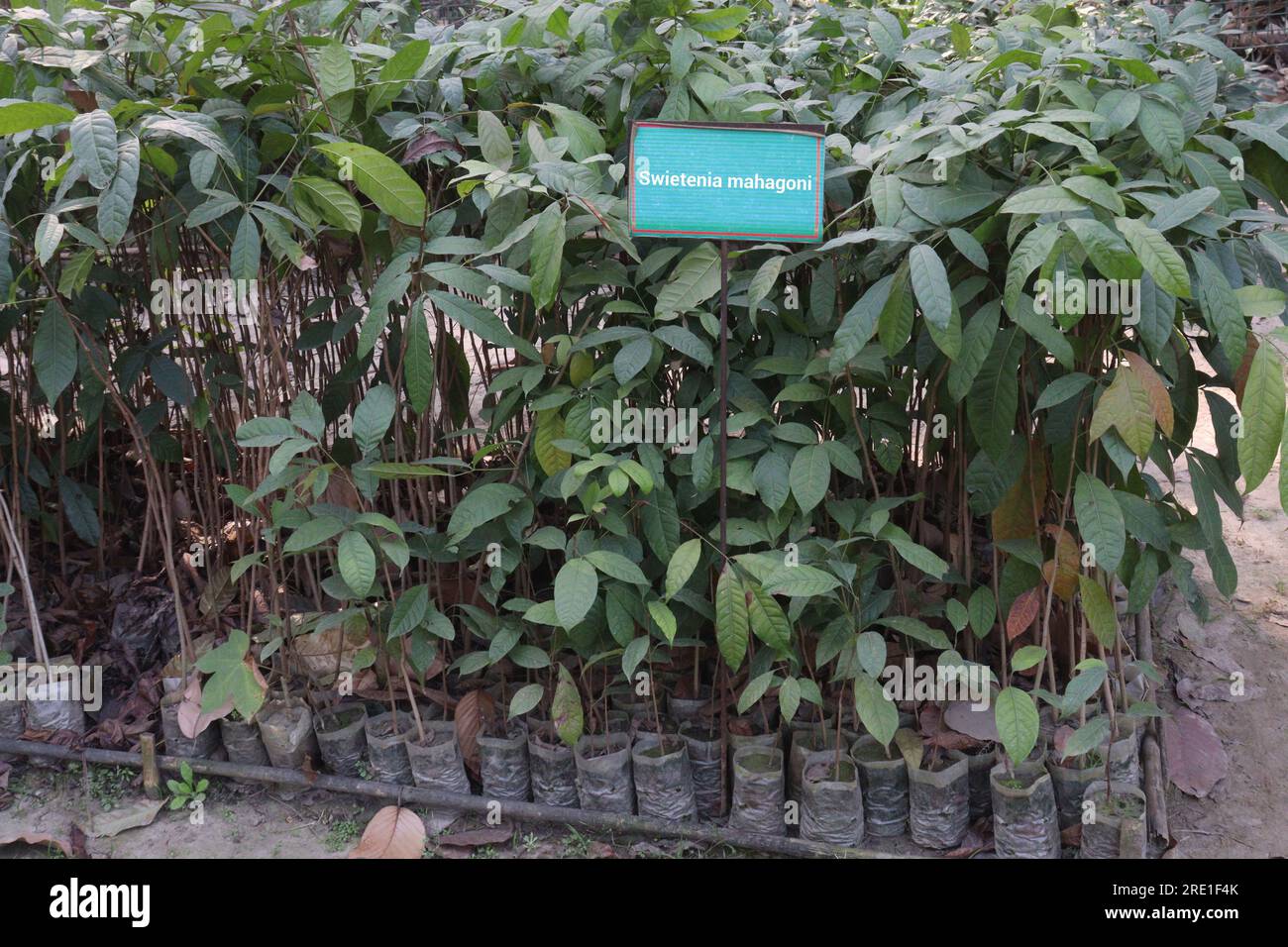 Mahogany plantation hi-res stock photography and images - Alamy