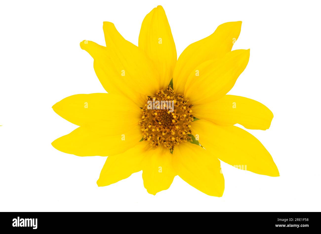 small sunflower flower isolated on white background Stock Photo - Alamy
