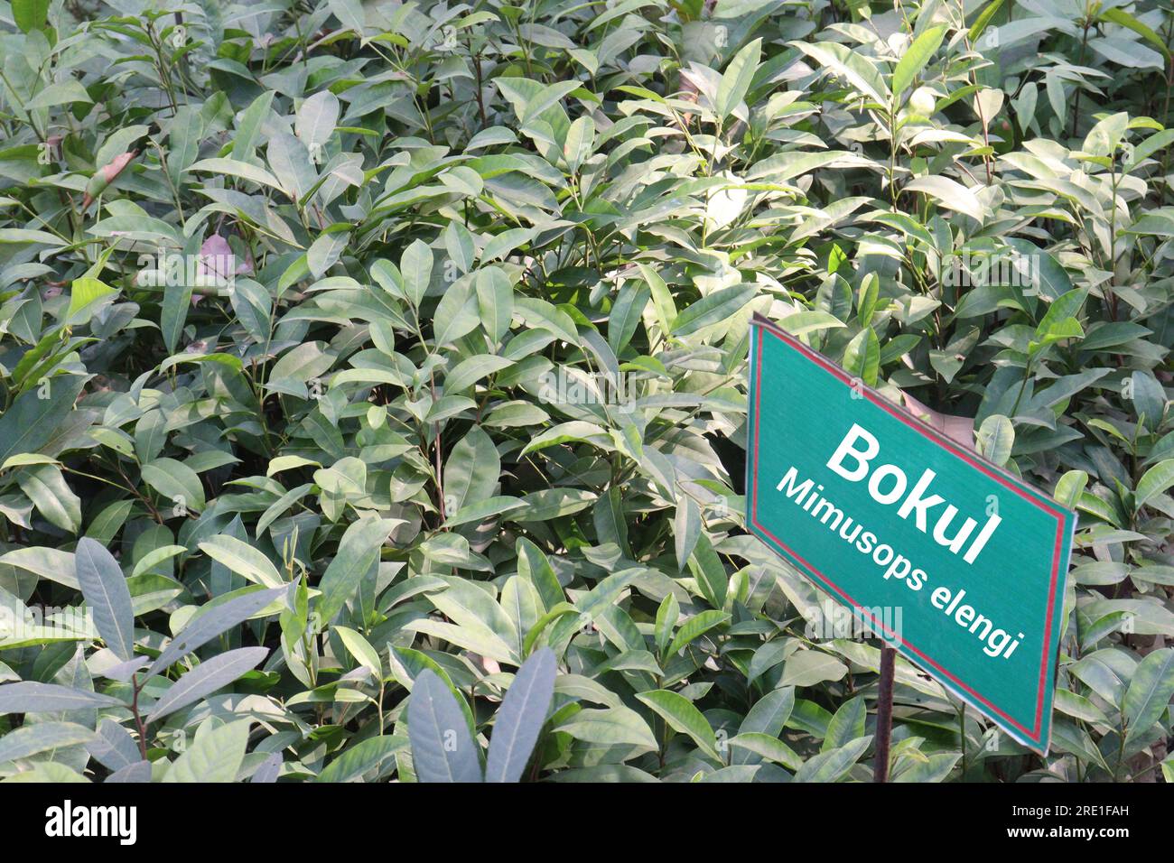 Mimusops elengi tree plant on nursery for harvest Its timber is ...