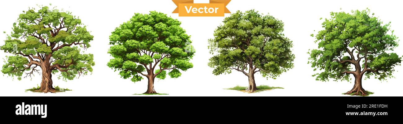 Big leaf maple tree canopy Stock Vector Images - Alamy