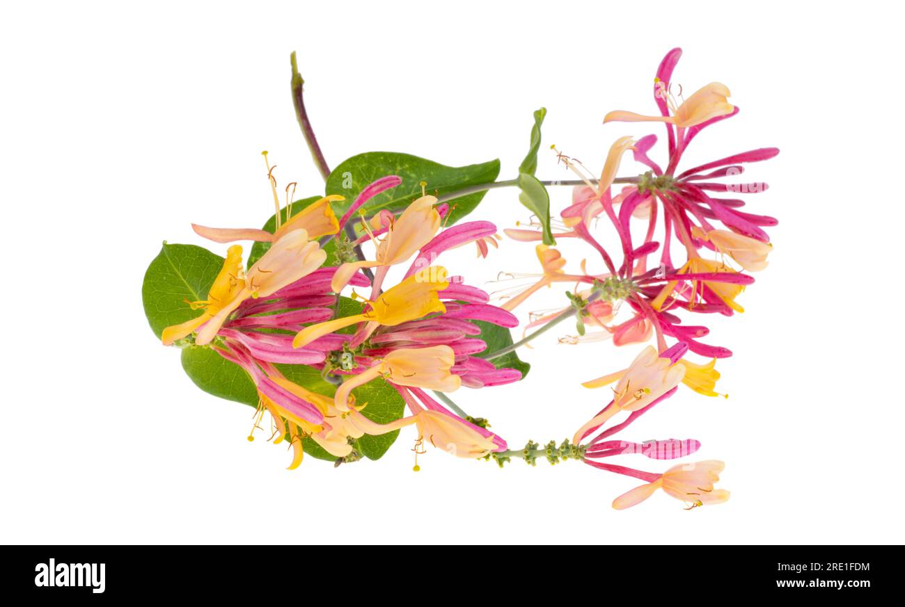honeysuckle flower isolated on white background Stock Photo - Alamy