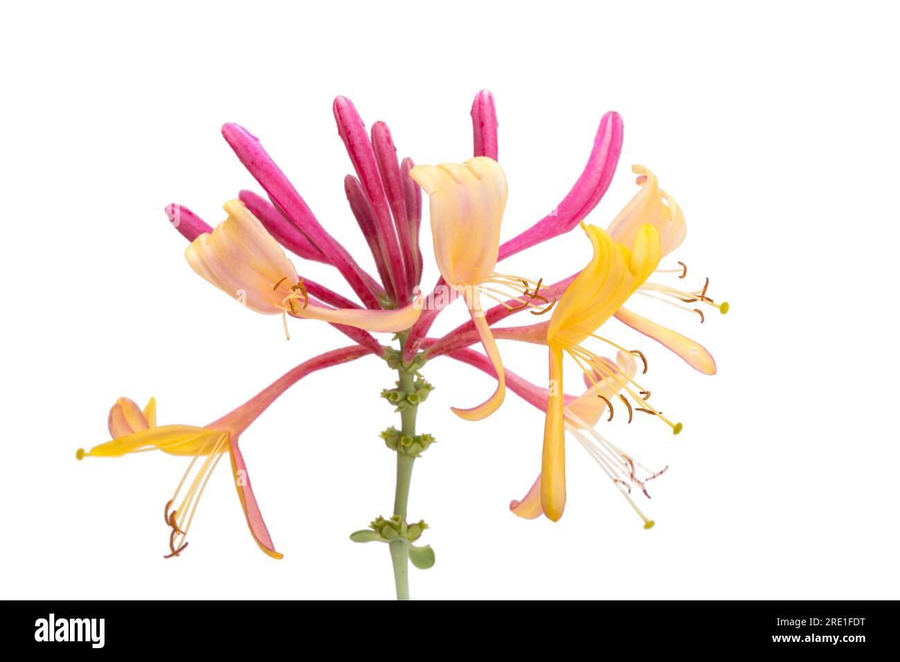 honeysuckle flower isolated on white background Stock Photo - Alamy