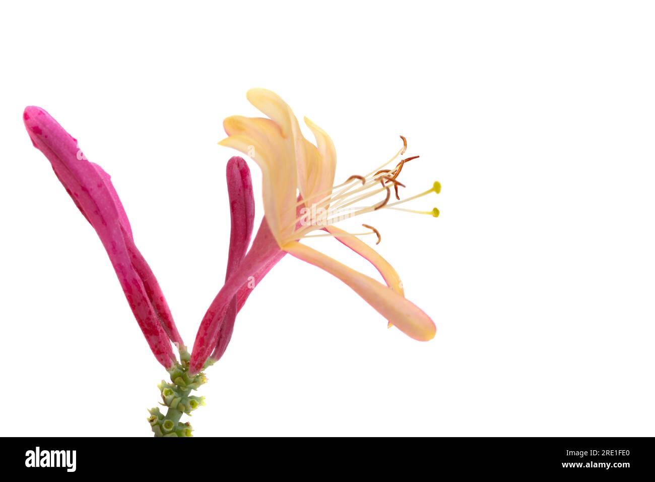 honeysuckle flower isolated on white background Stock Photo - Alamy