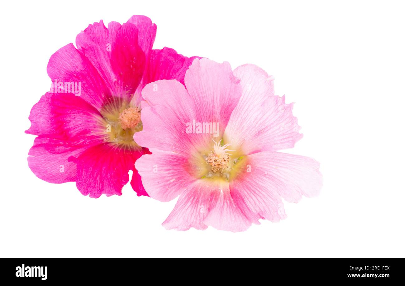 Hollyhock mallow garden Cut Out Stock Images & Pictures - Alamy