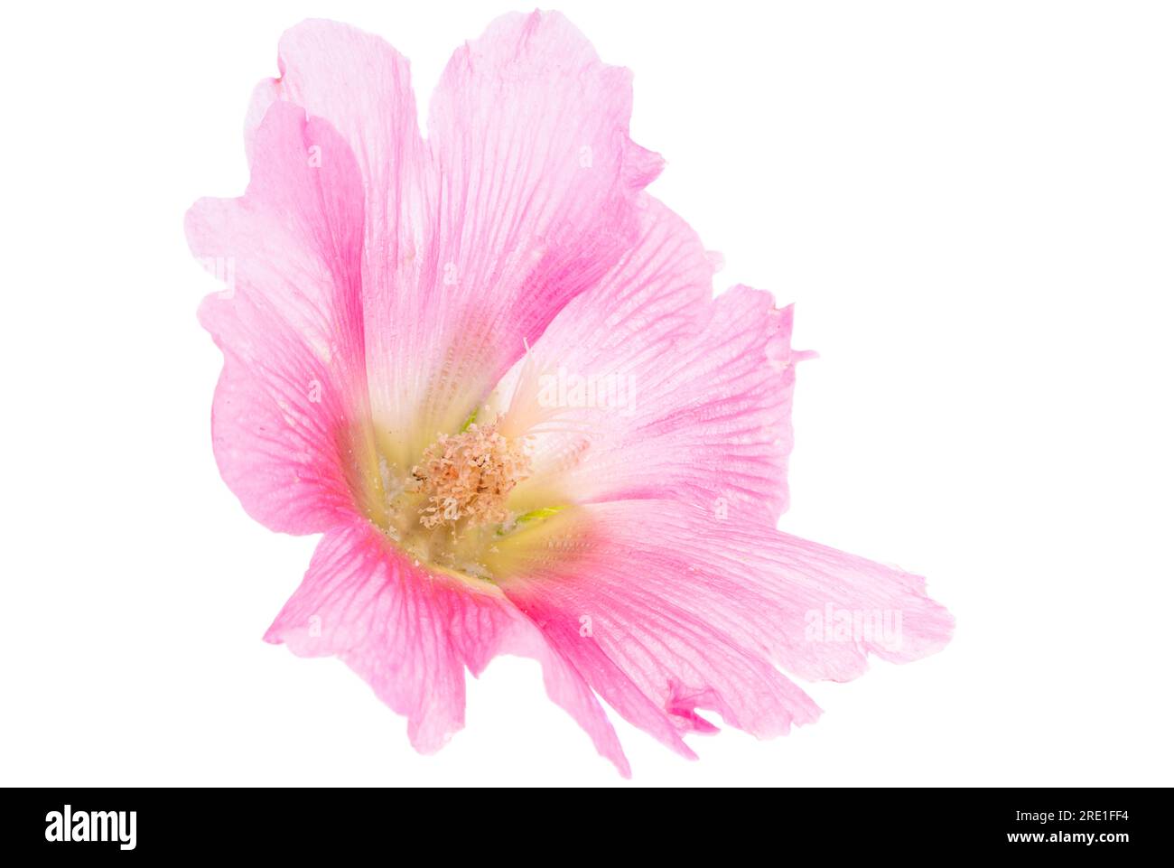 mallow flower isolated on white background Stock Photo - Alamy