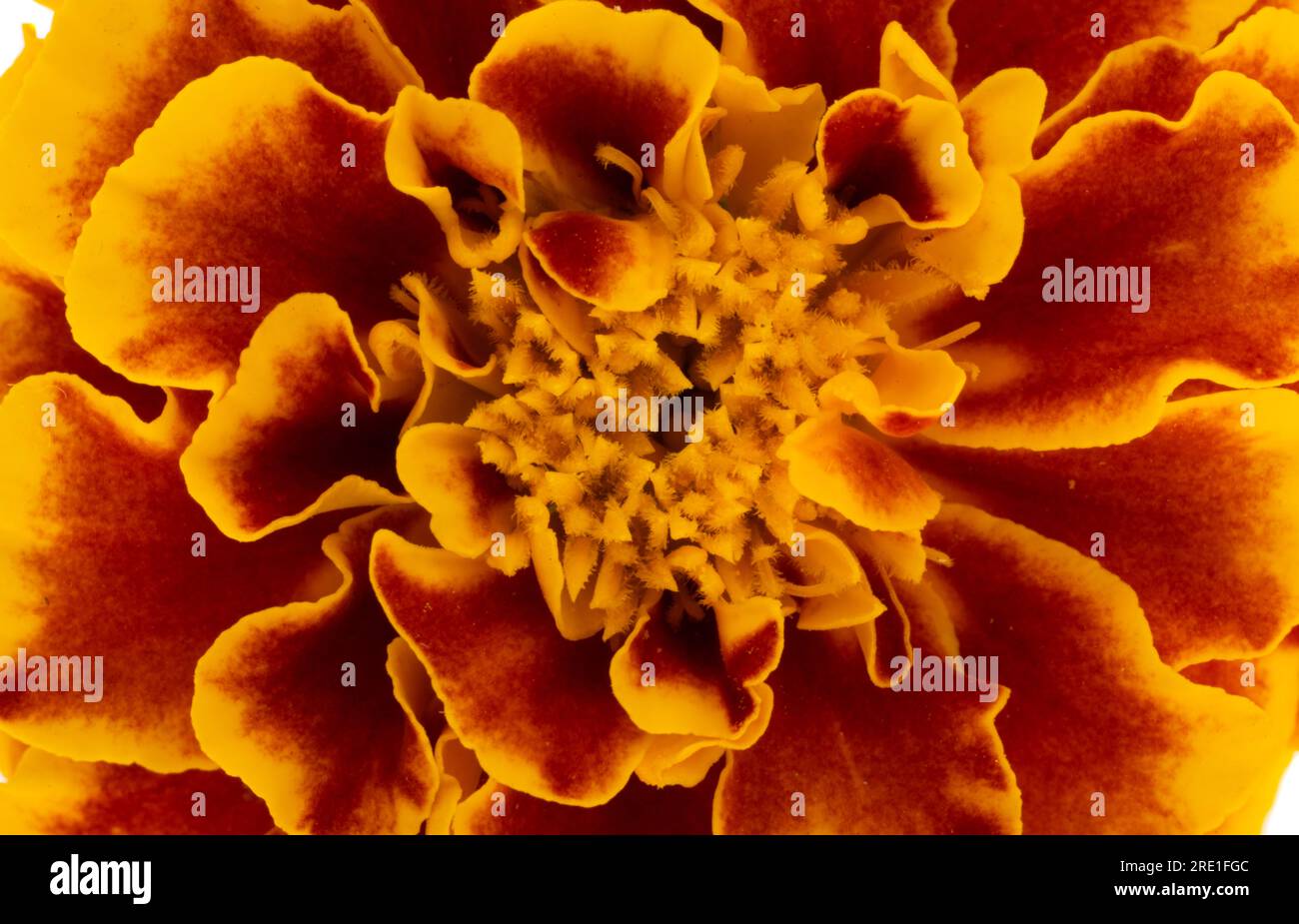 marigold isolated on white background Stock Photo - Alamy
