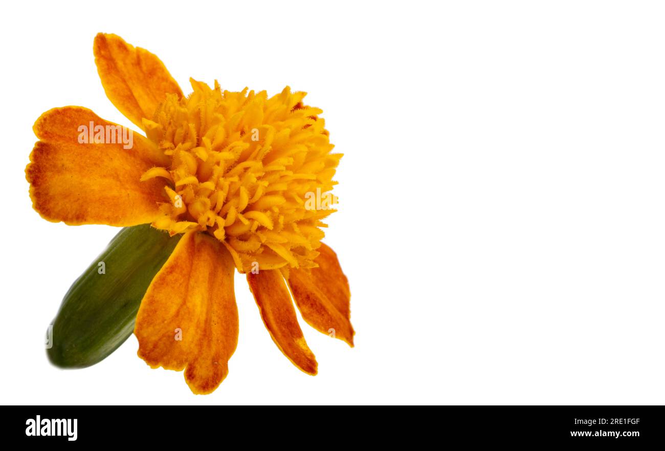 marigold isolated on white background Stock Photo - Alamy
