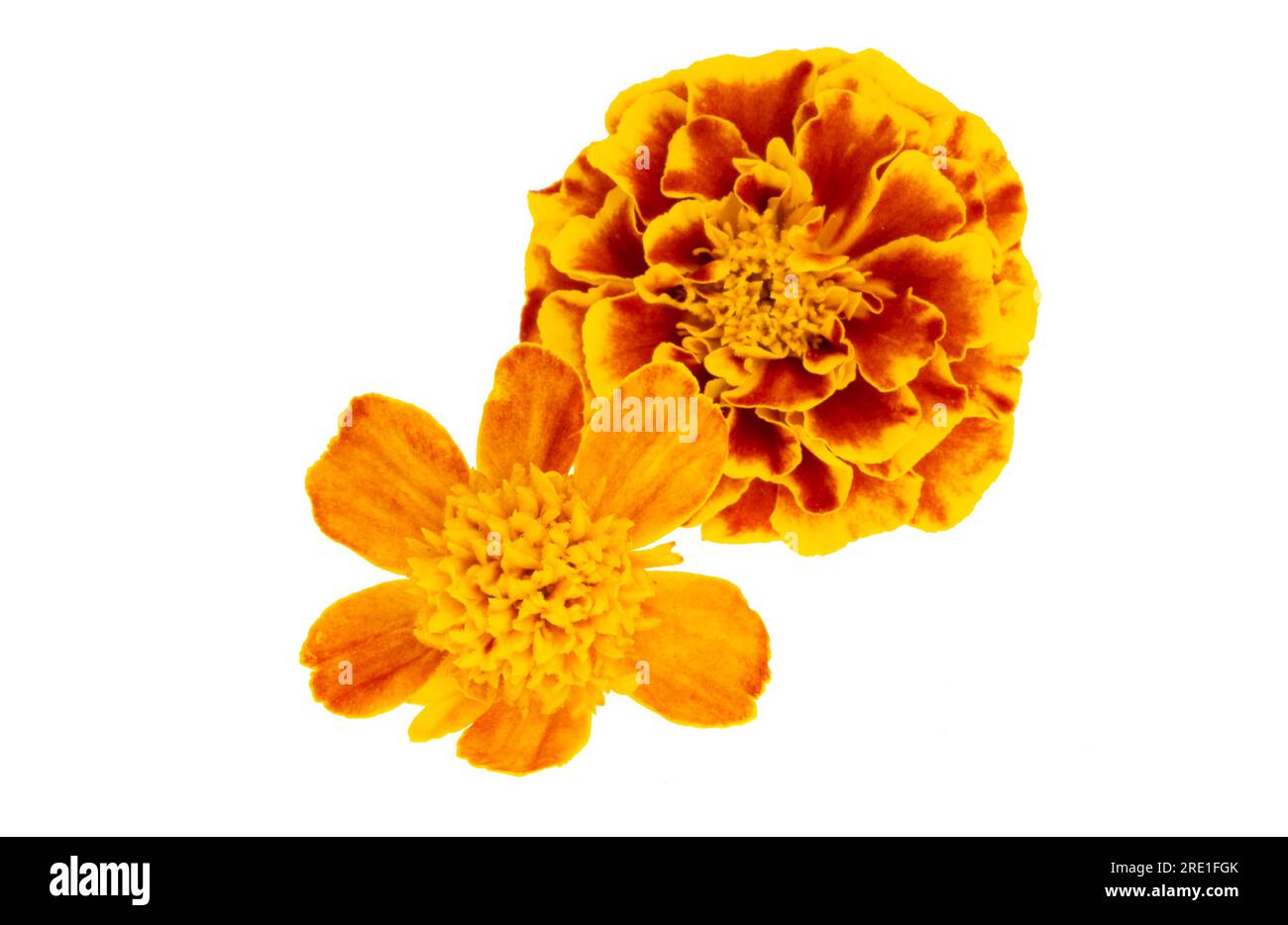 marigold isolated on white background Stock Photo - Alamy