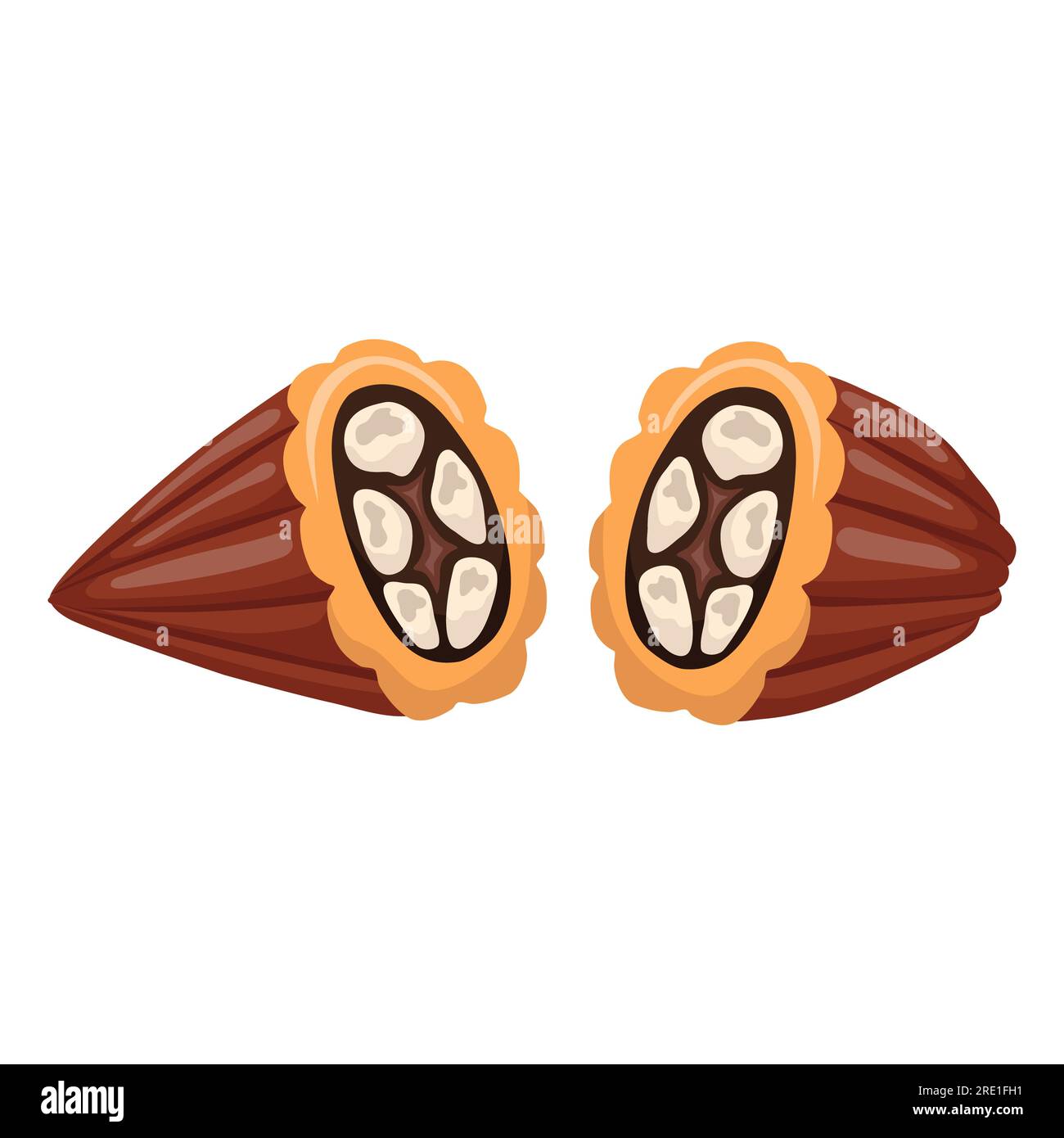 cocoa beans half. vector illustration on a white background Stock ...