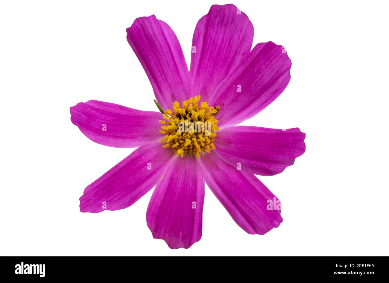 cosmea flower isolated on white background Stock Photo - Alamy