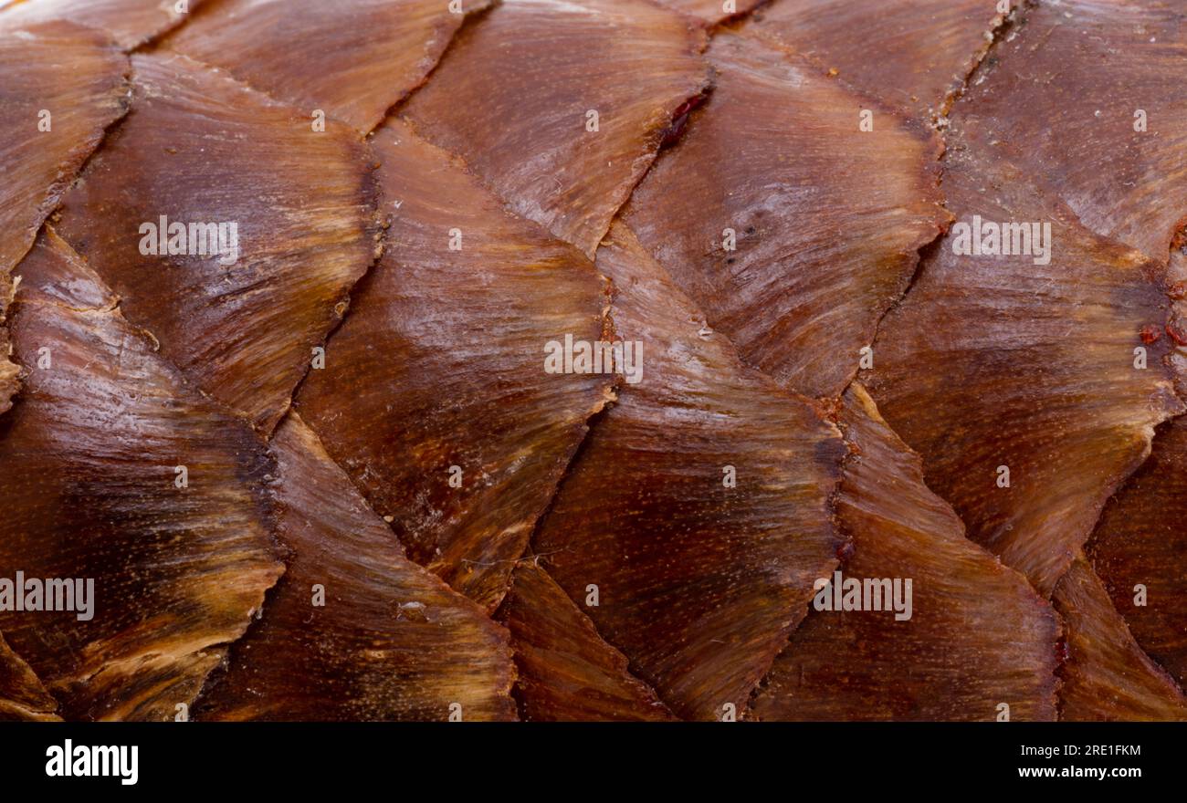 Scales close up hi-res stock photography and images - Alamy