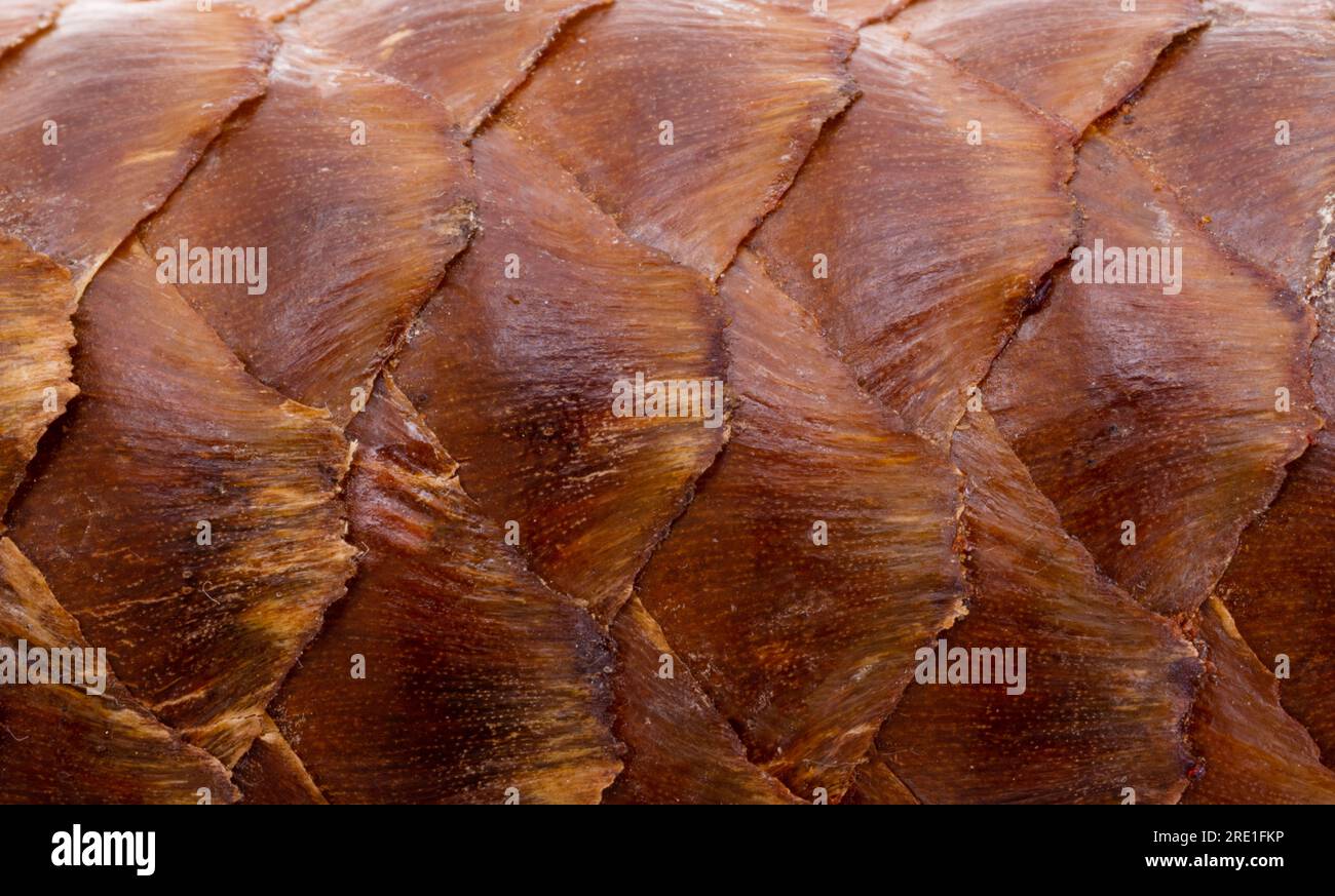 Scales close up hi-res stock photography and images - Alamy