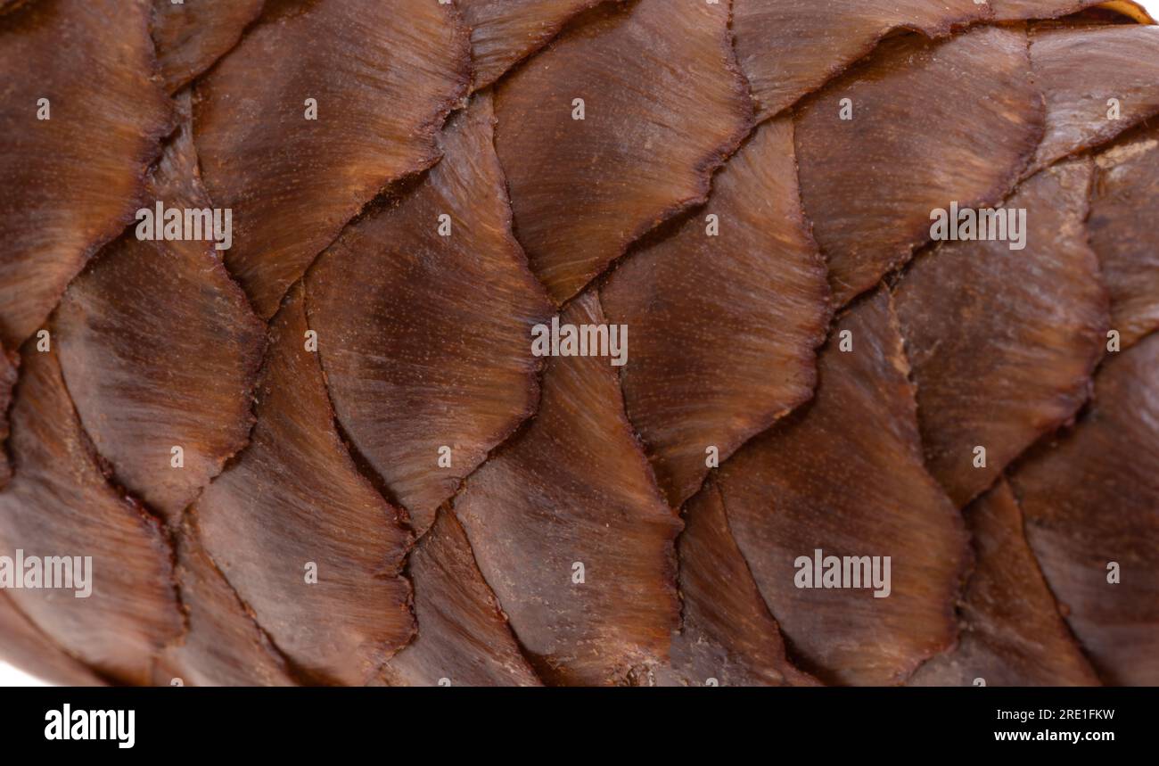 Scales close up hi-res stock photography and images - Alamy