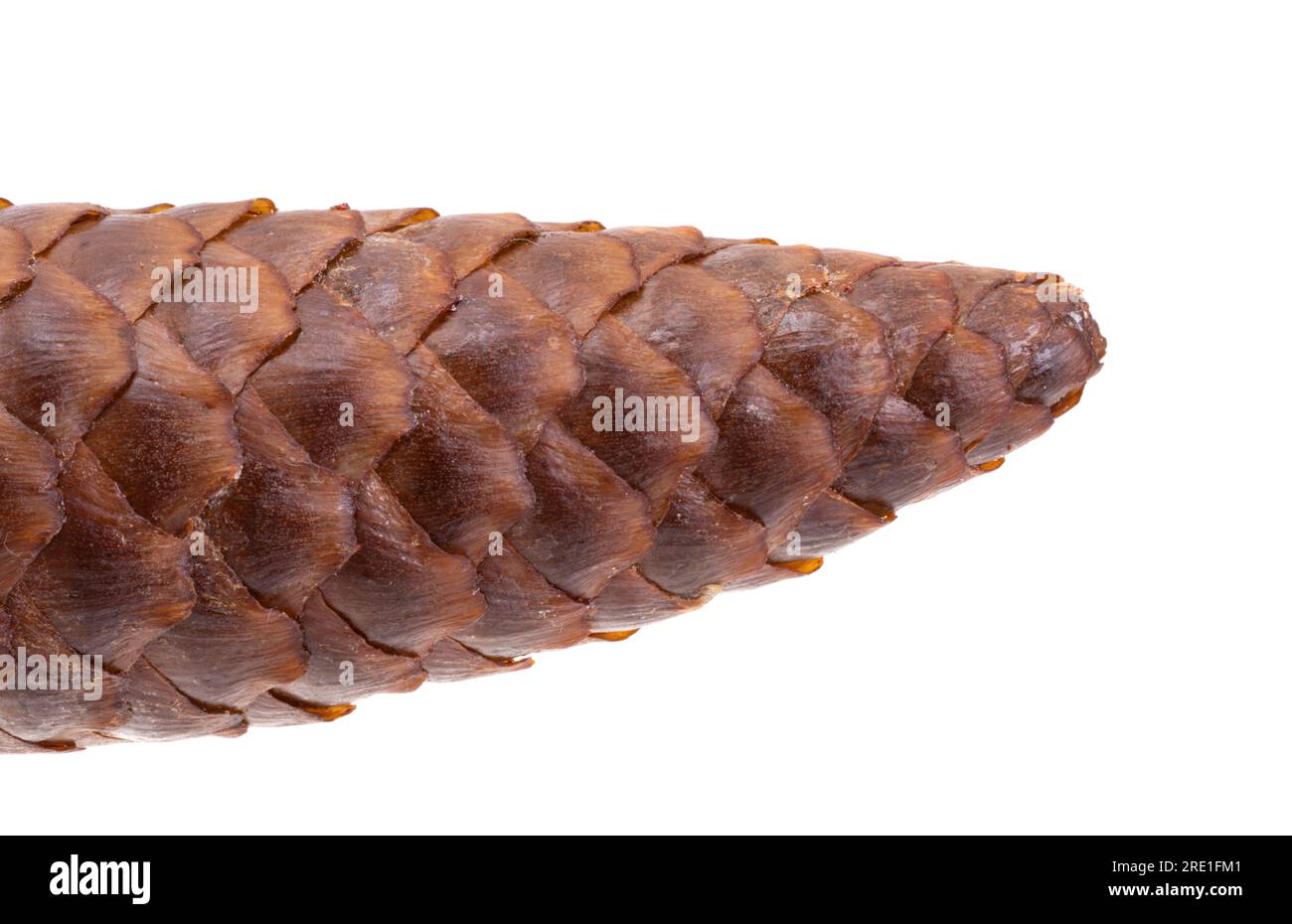 fir cone isolated on white background Stock Photo - Alamy