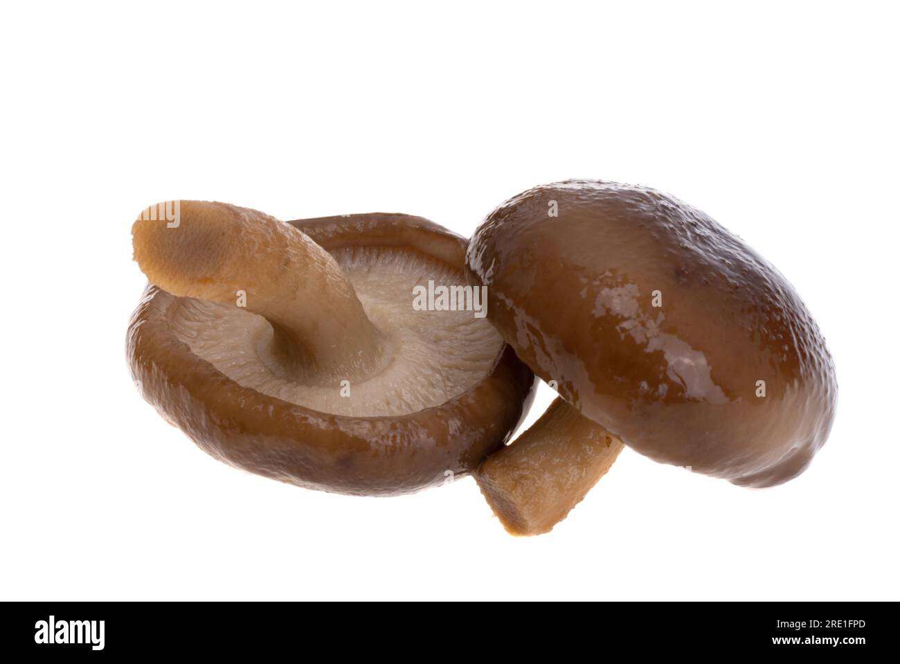 boiled shiitake isolated on white background Stock Photo - Alamy