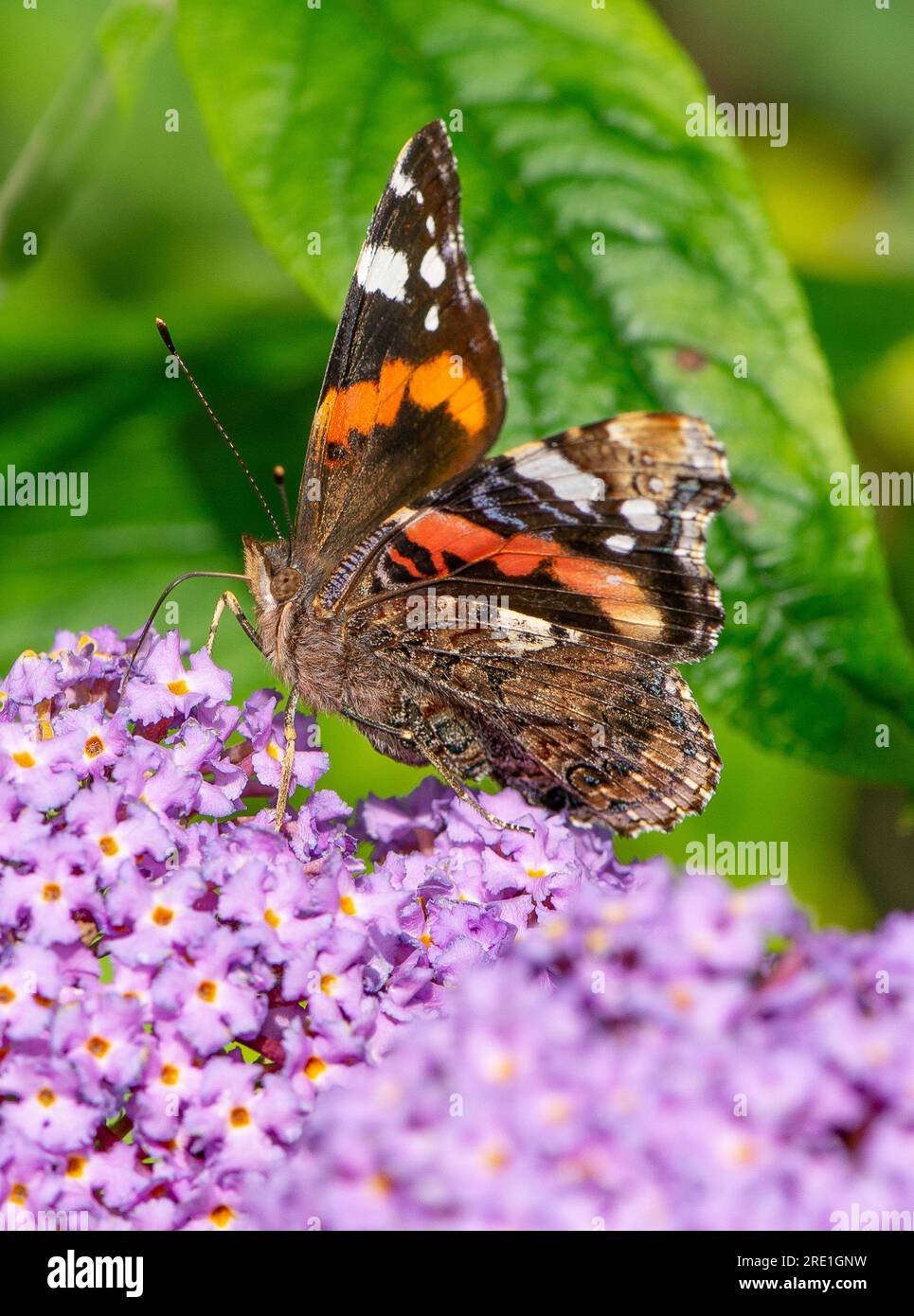 Red admiral butterfly uk hi-res stock photography and images - Alamy