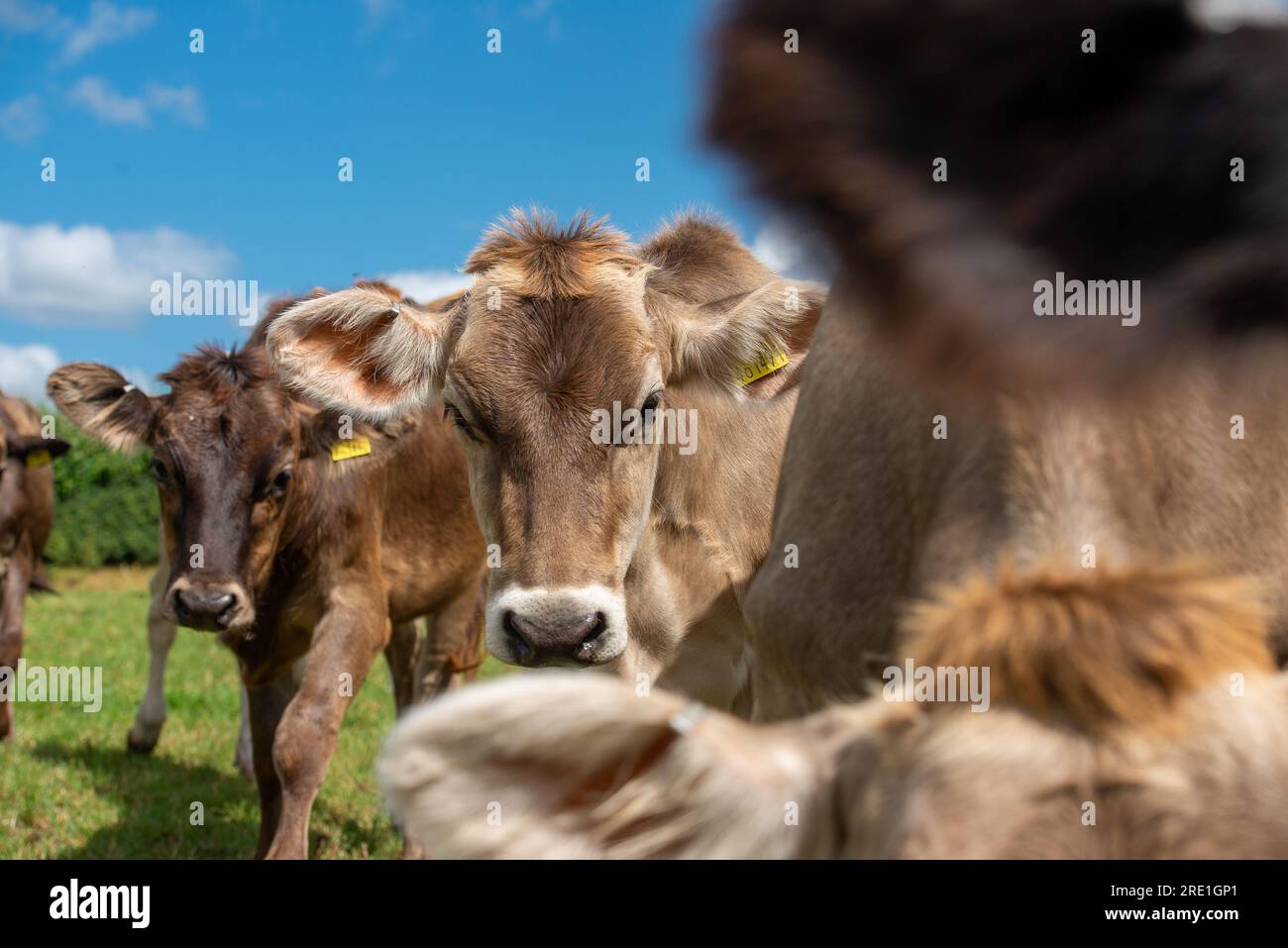 Brown Swiss heifers, North Wales, UK Stock Photo - Alamy